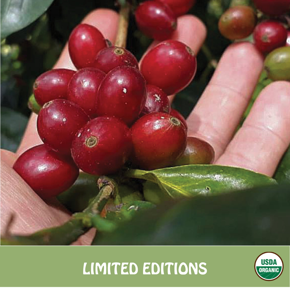 Special LIMITED EDITION Coffees roasted by Signature Coffee – Signature ...